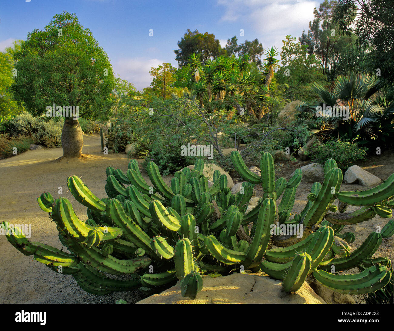 Cactus gardens at Balboa Park San Diego California Stock Photo - Alamy
