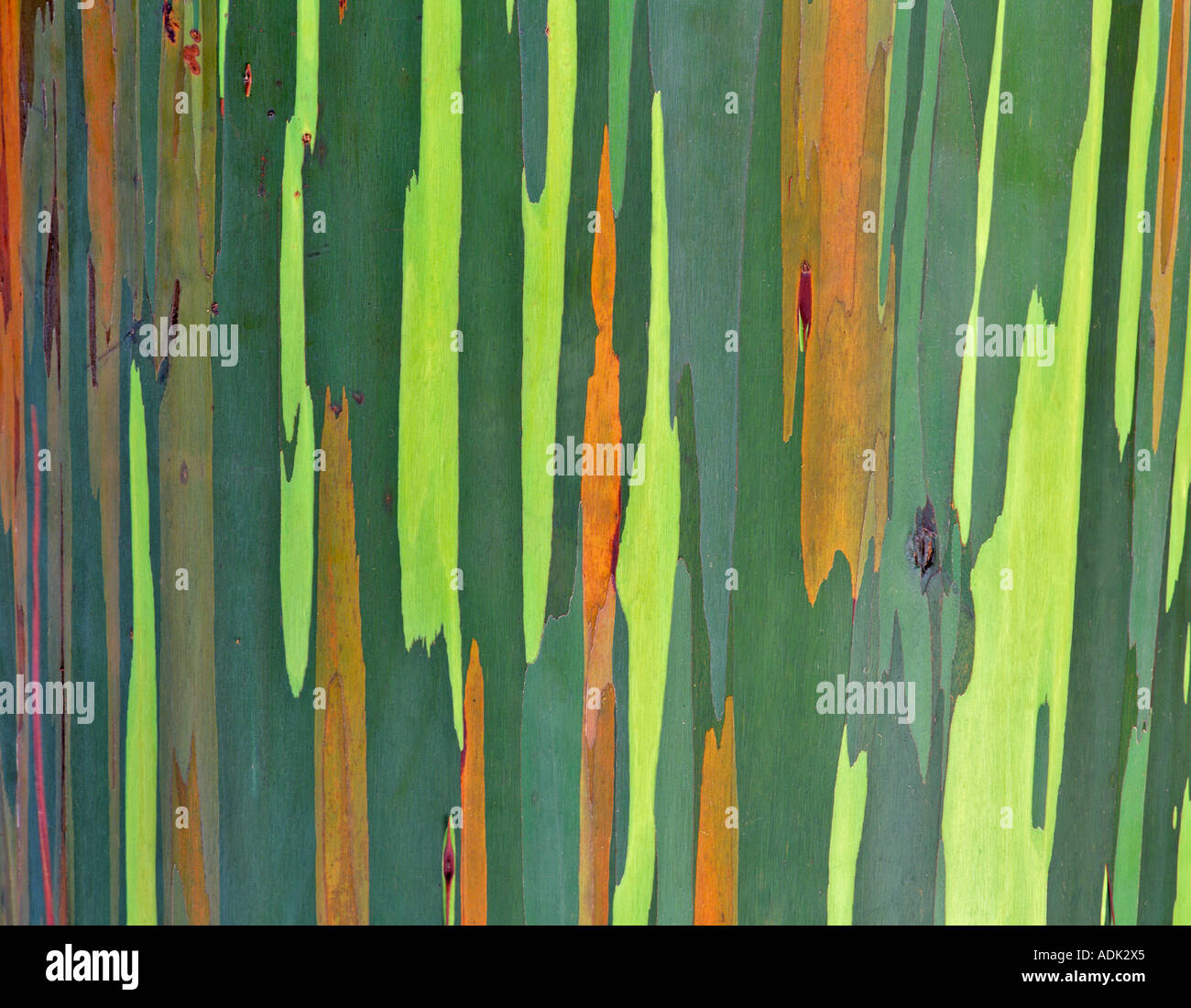 Painted eucalyptus trees hi-res stock photography and images - Alamy