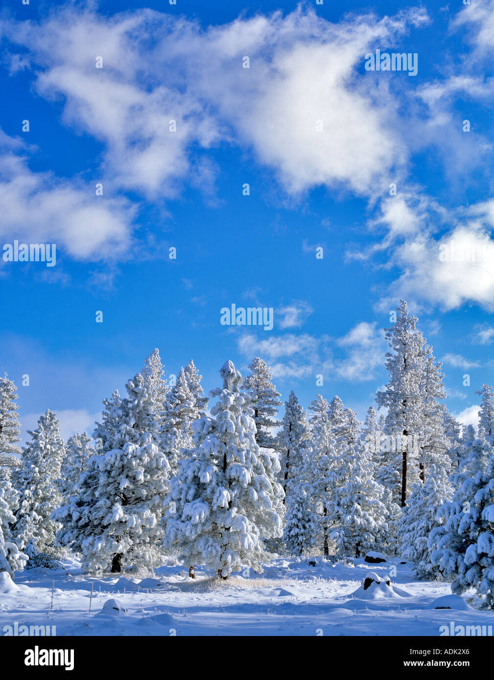 Fresh snow on pine trees Fremont National Forest Oregon Stock Photo - Alamy