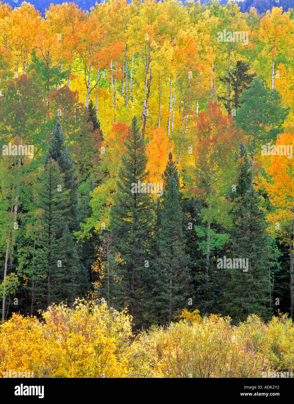 Mixed conifer and aspen forest in fall color San Juan Mountains ...