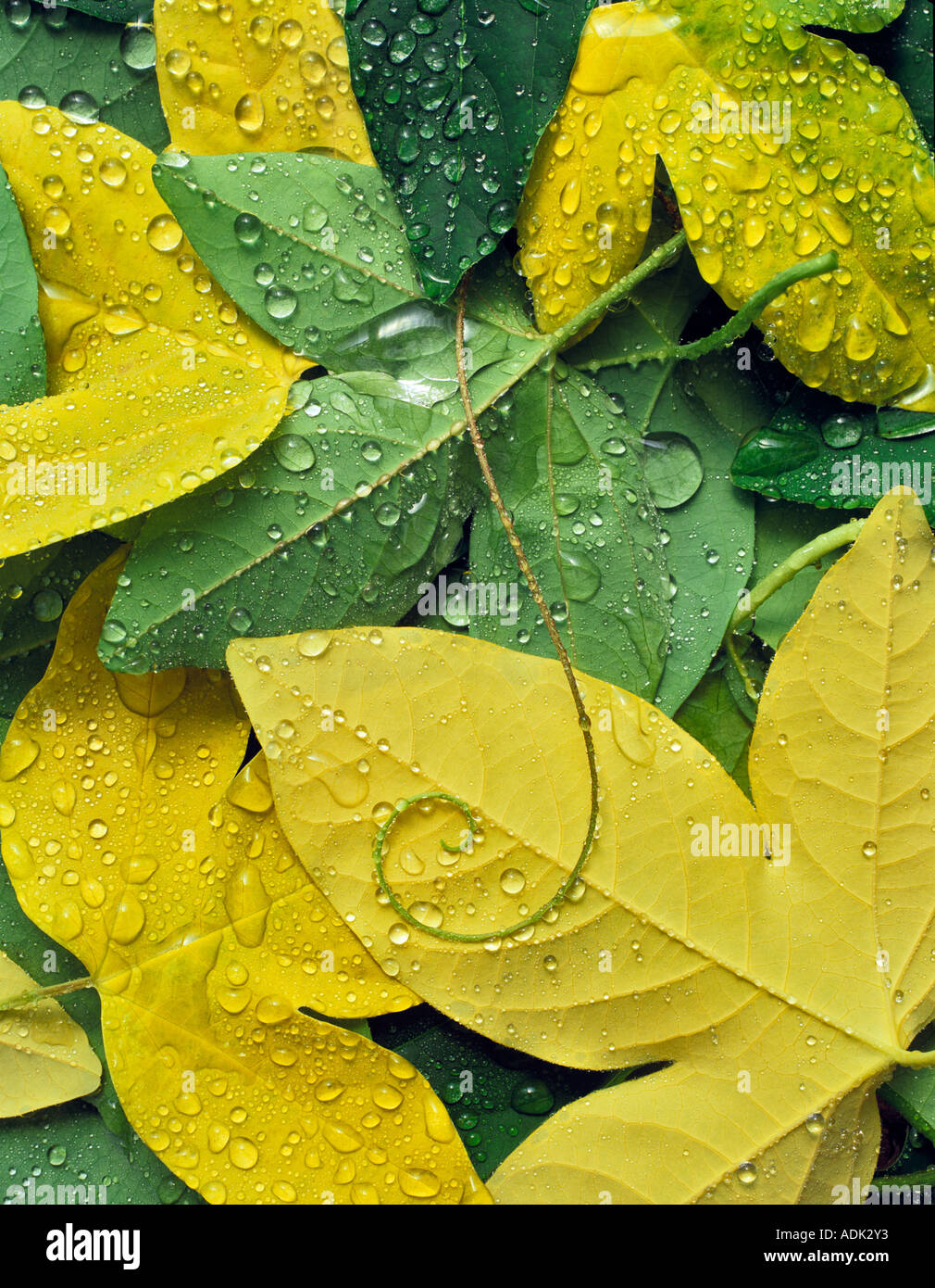 Tendril leaves hi-res stock photography and images - Alamy