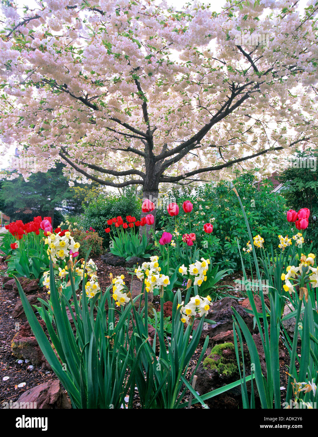Flowering cherry tree with daffodils and tulips Monroe Oregon Stock ...