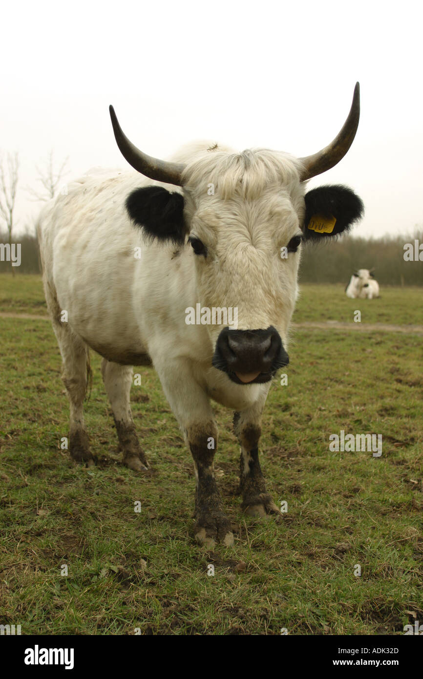 Vaynol cow hi-res stock photography and images - Alamy