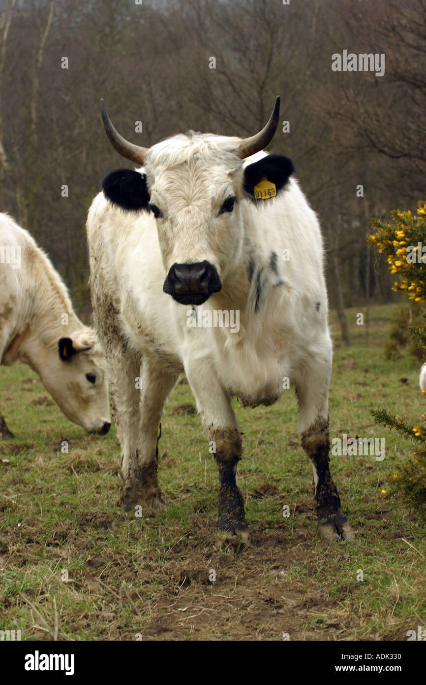 Vaynol cow hi-res stock photography and images - Alamy