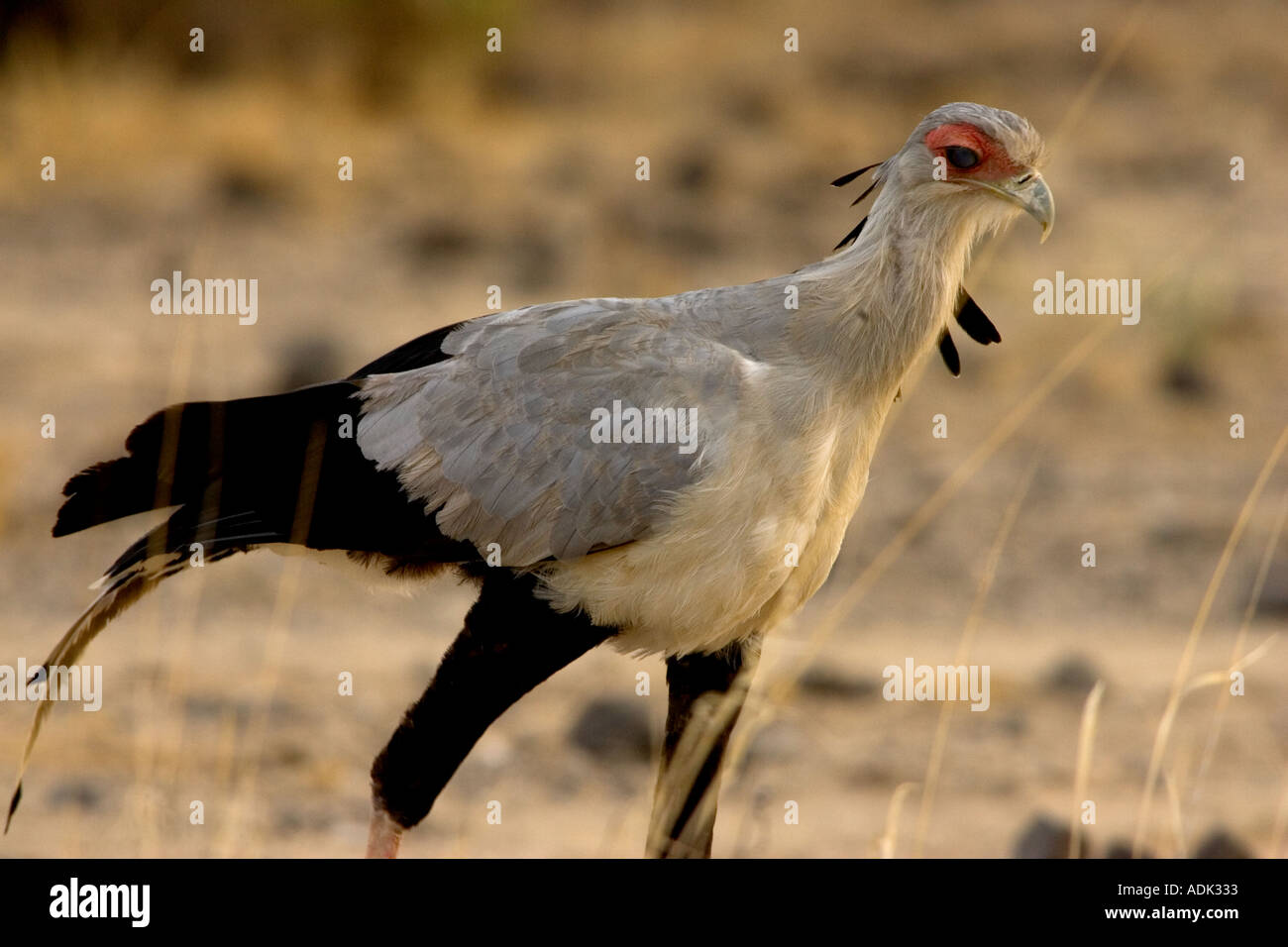 secretary bird walking Stock Photo - Alamy