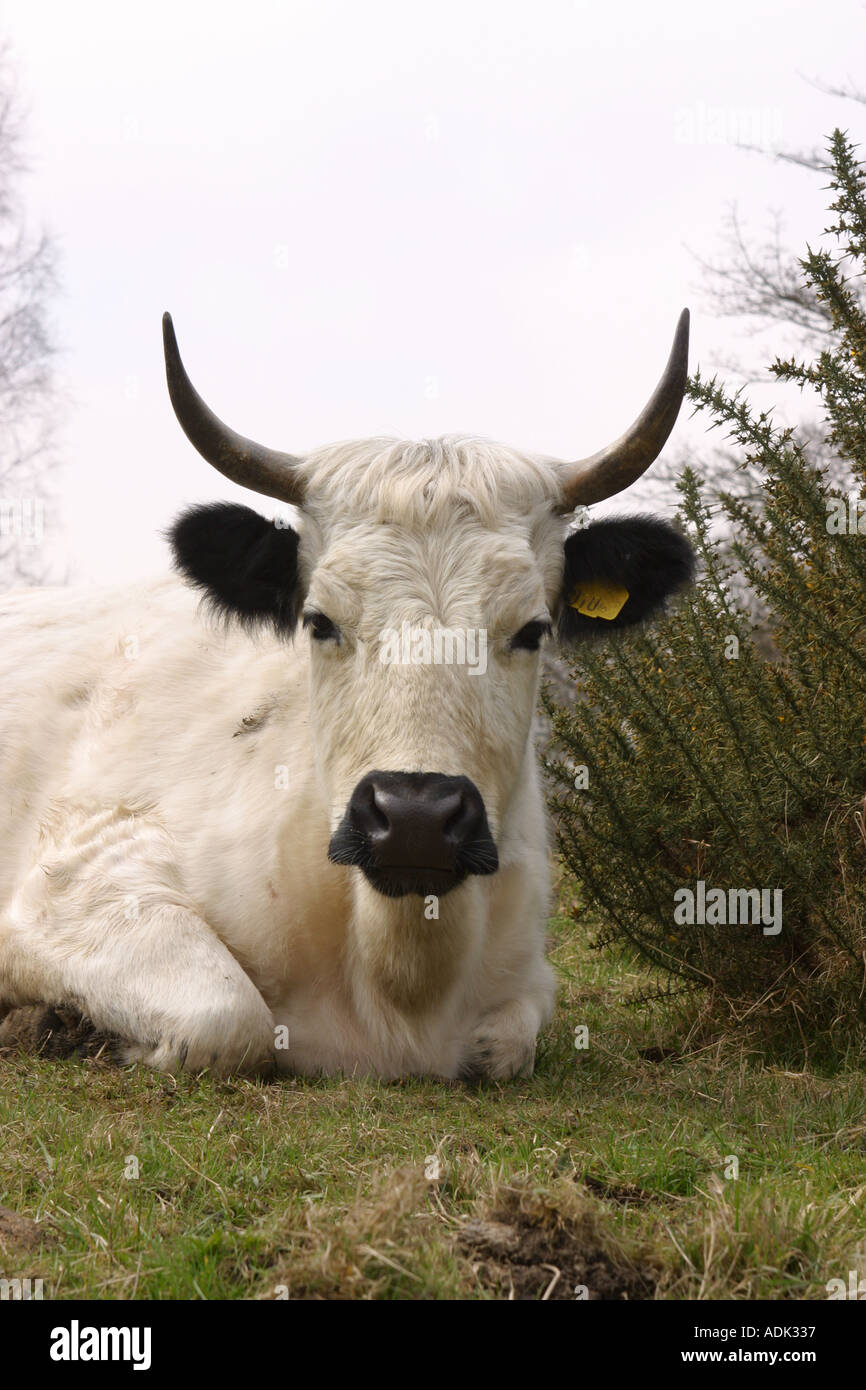 Vaynol a rare breed of cattle Stock Photo - Alamy