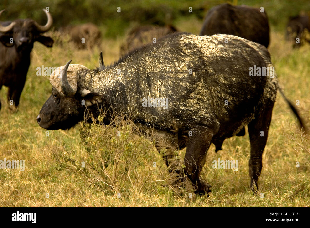 Kenya cattle wildlife hi-res stock photography and images - Alamy