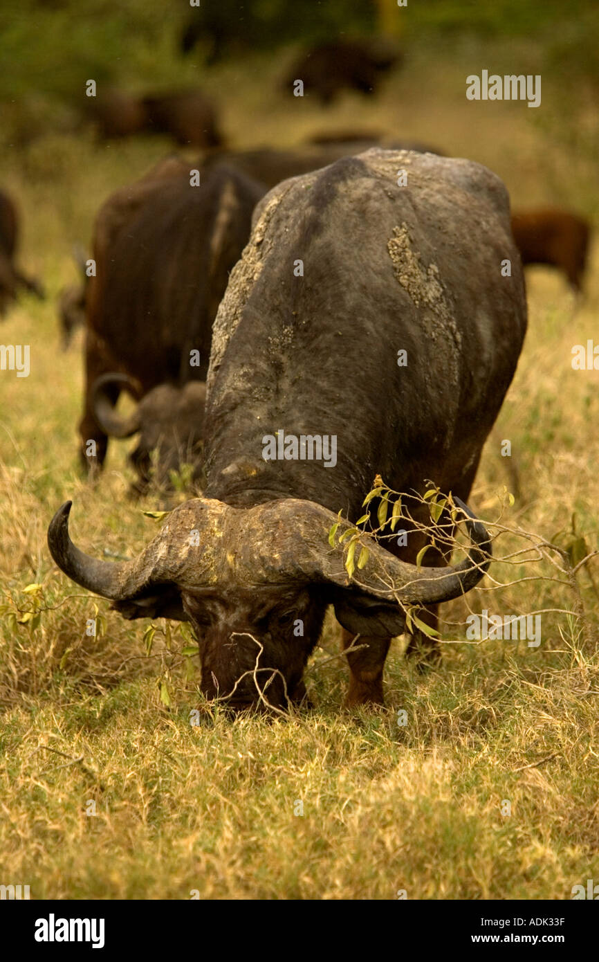 Buffalo wild hi-res stock photography and images - Alamy