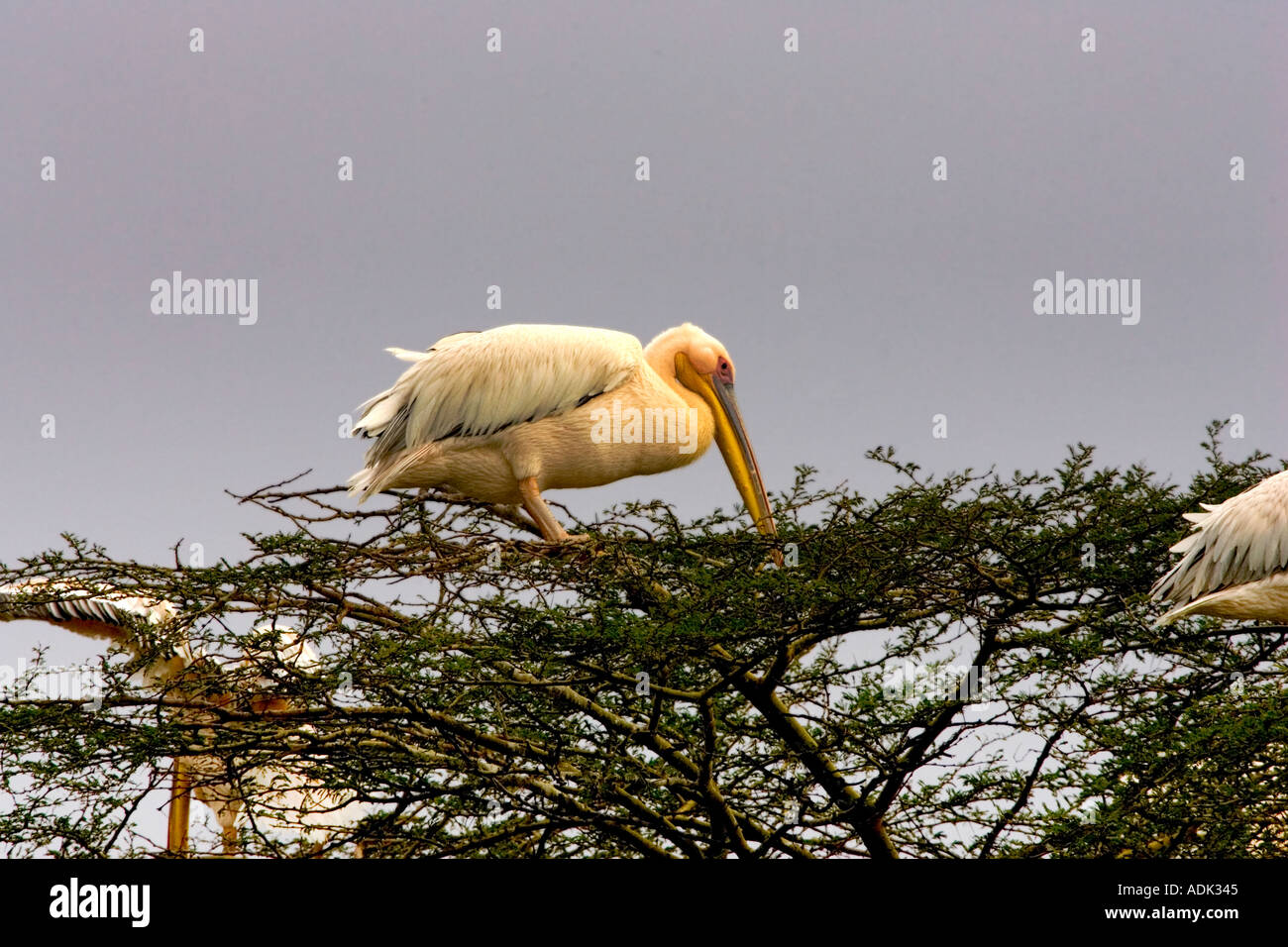 Pelican pouch beak hi-res stock photography and images - Alamy