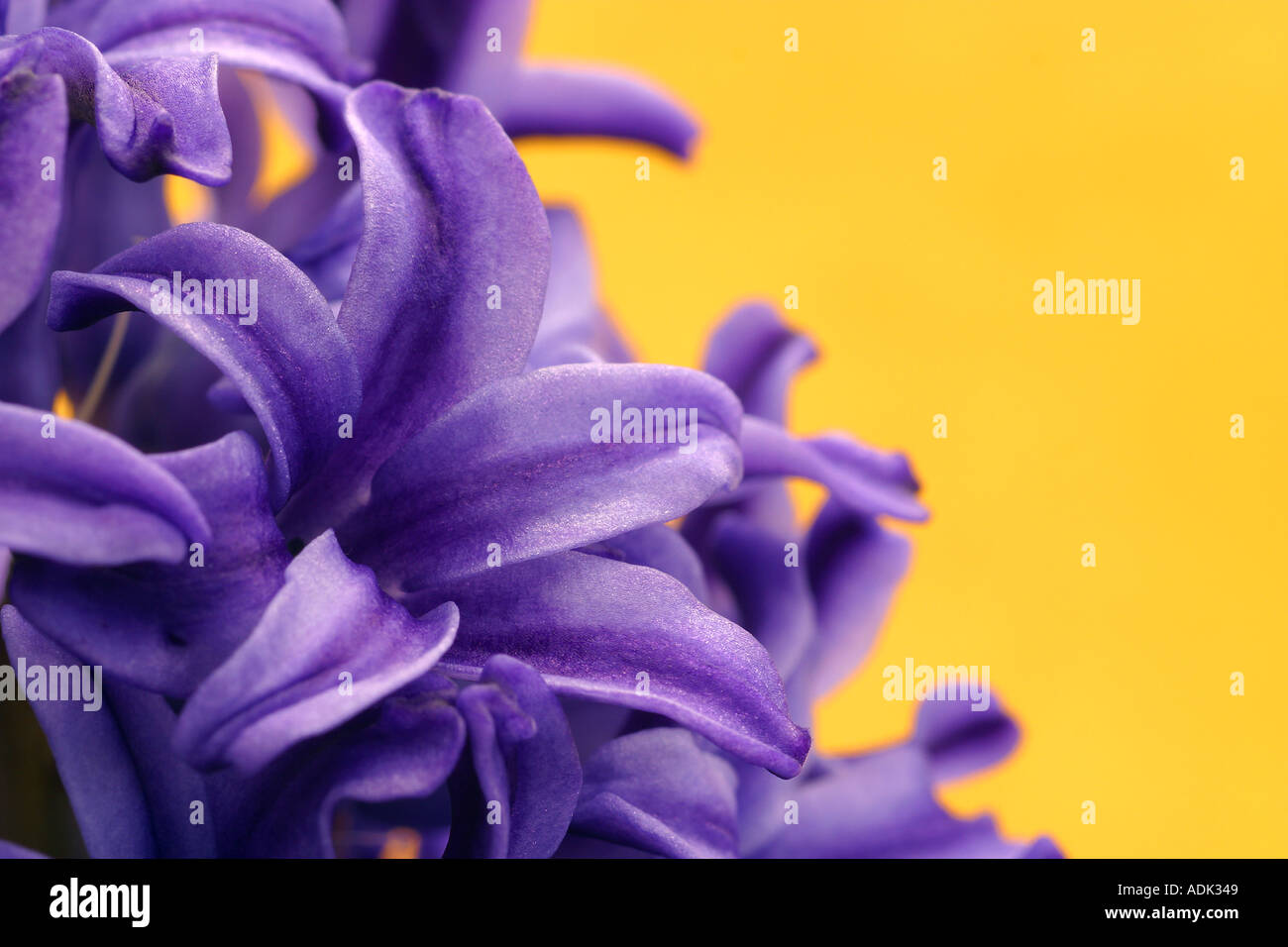 Blue hyacinth houseplant hi-res stock photography and images - Alamy