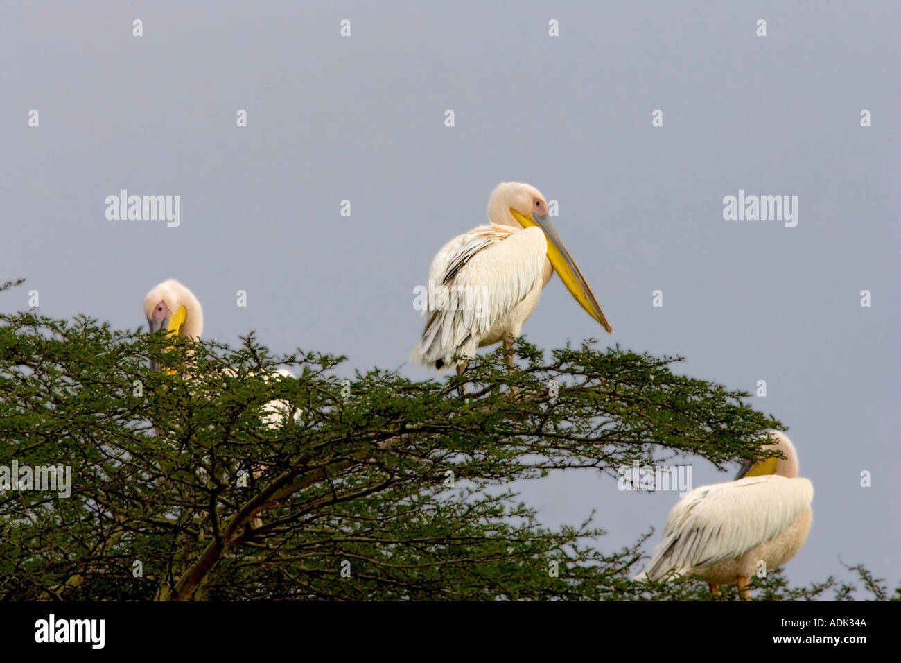 Pelican pouch beak hi-res stock photography and images - Alamy