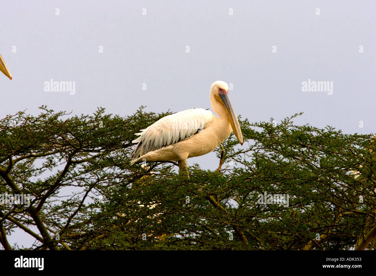 white pelican in tree Stock Photo - Alamy