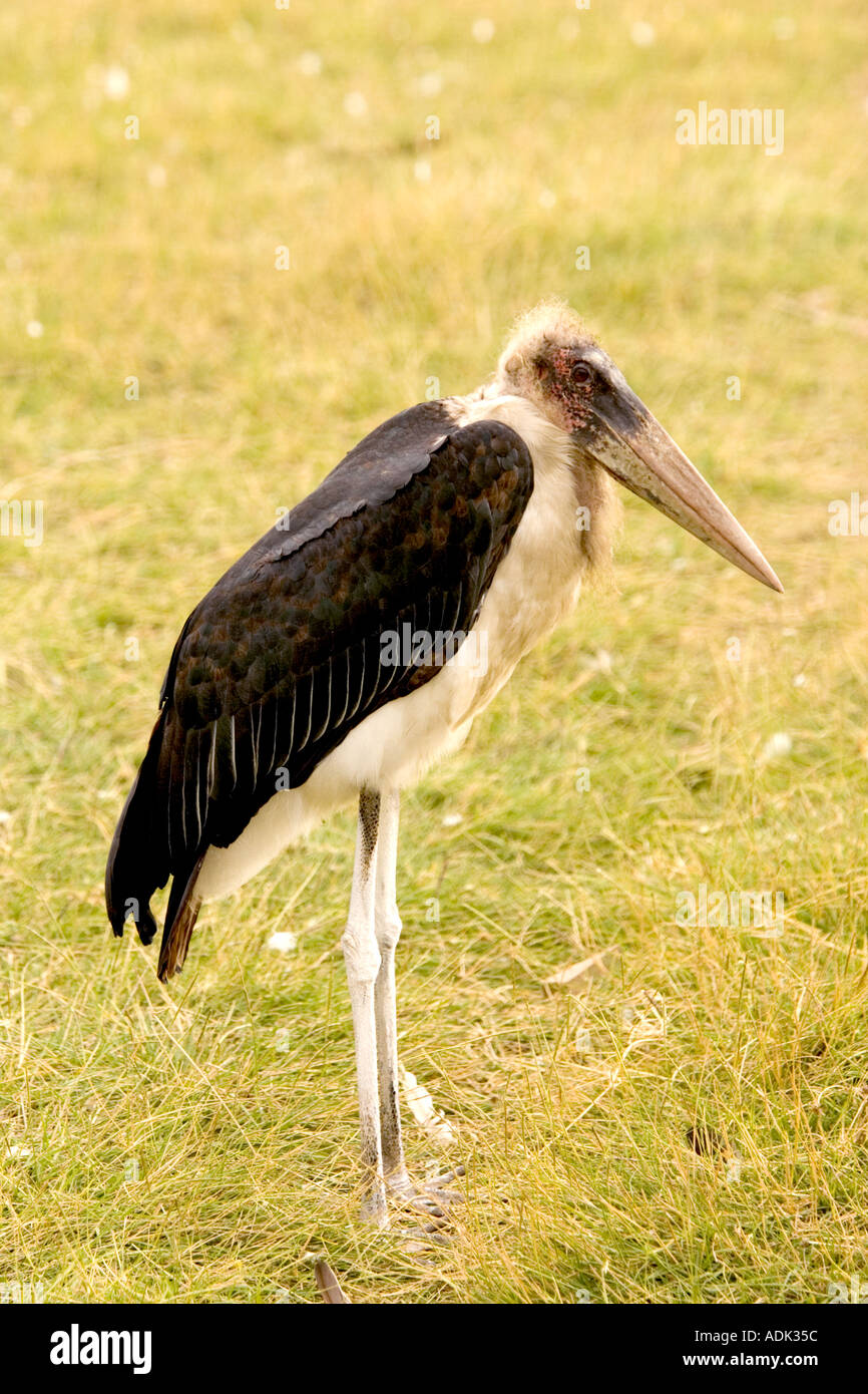 Michael stork hi-res stock photography and images - Alamy