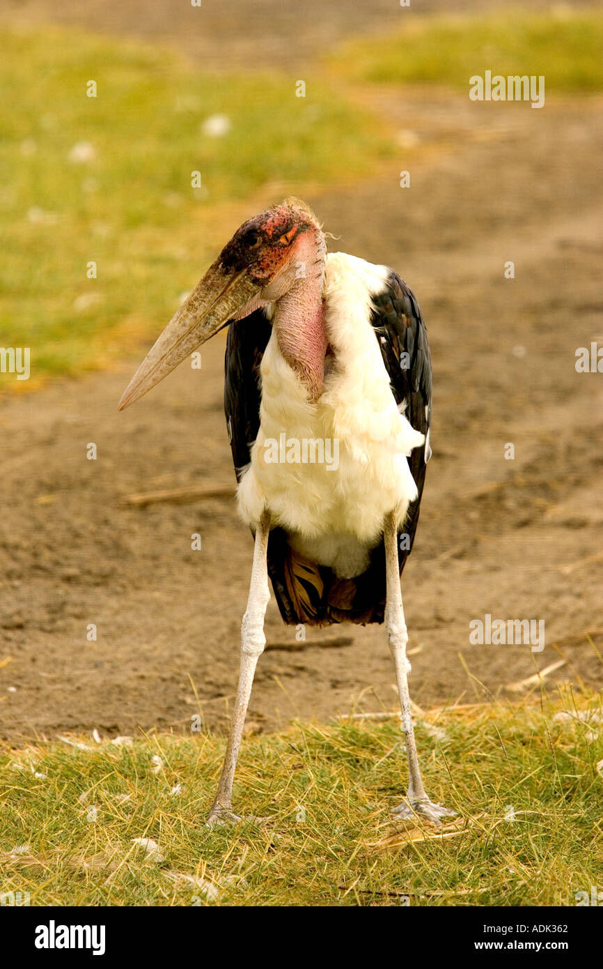 Michael stork hi-res stock photography and images - Alamy