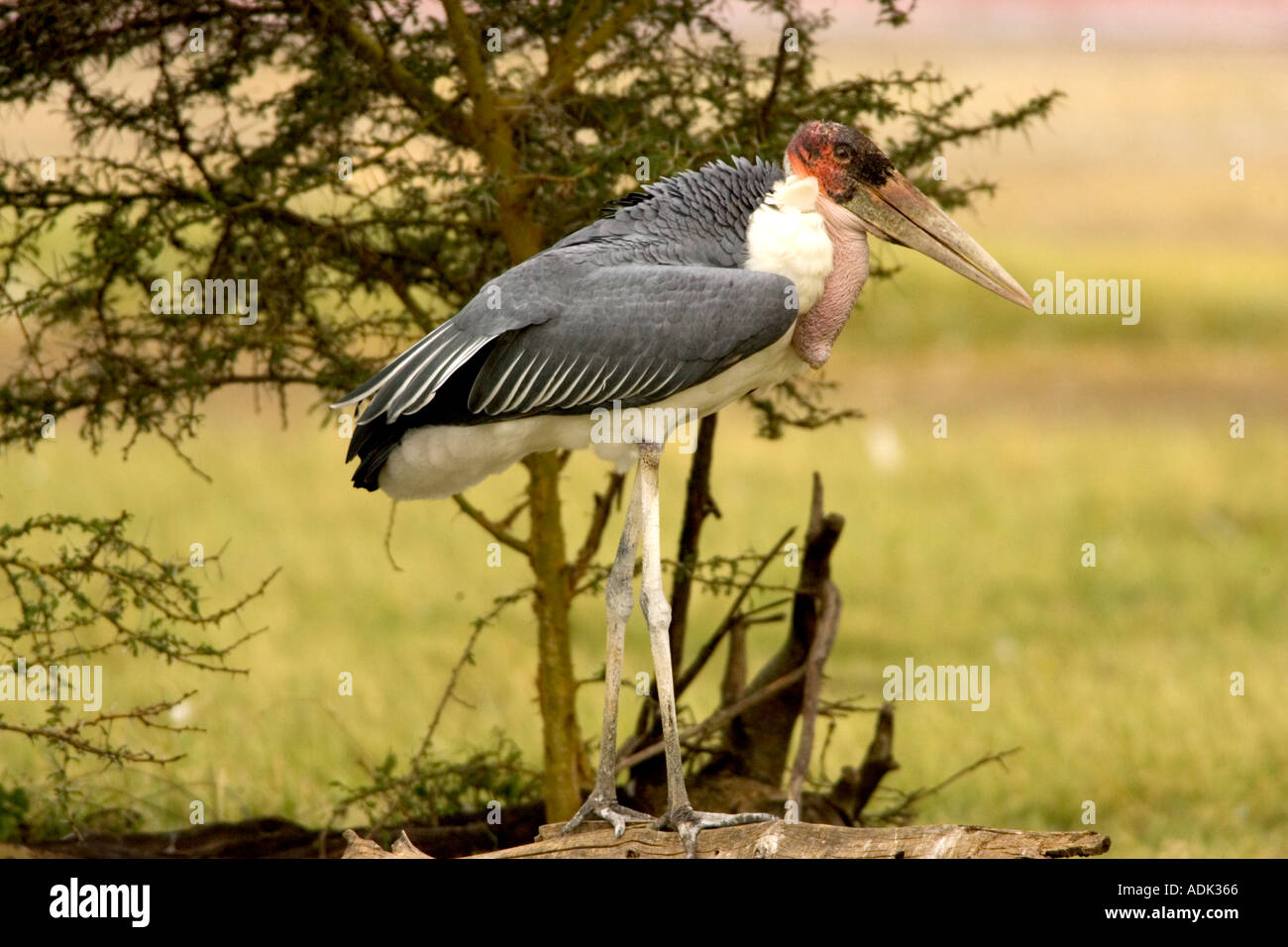Michael stork hi-res stock photography and images - Alamy