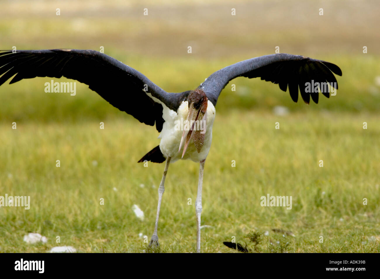 Michael stork hi-res stock photography and images - Alamy