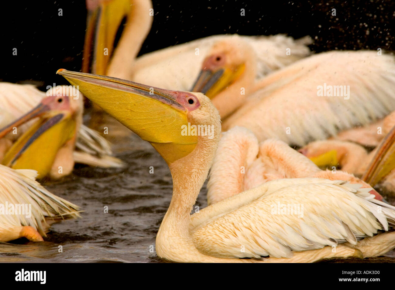 Pelican Fish Beak High Resolution Stock Photography and Images - Alamy