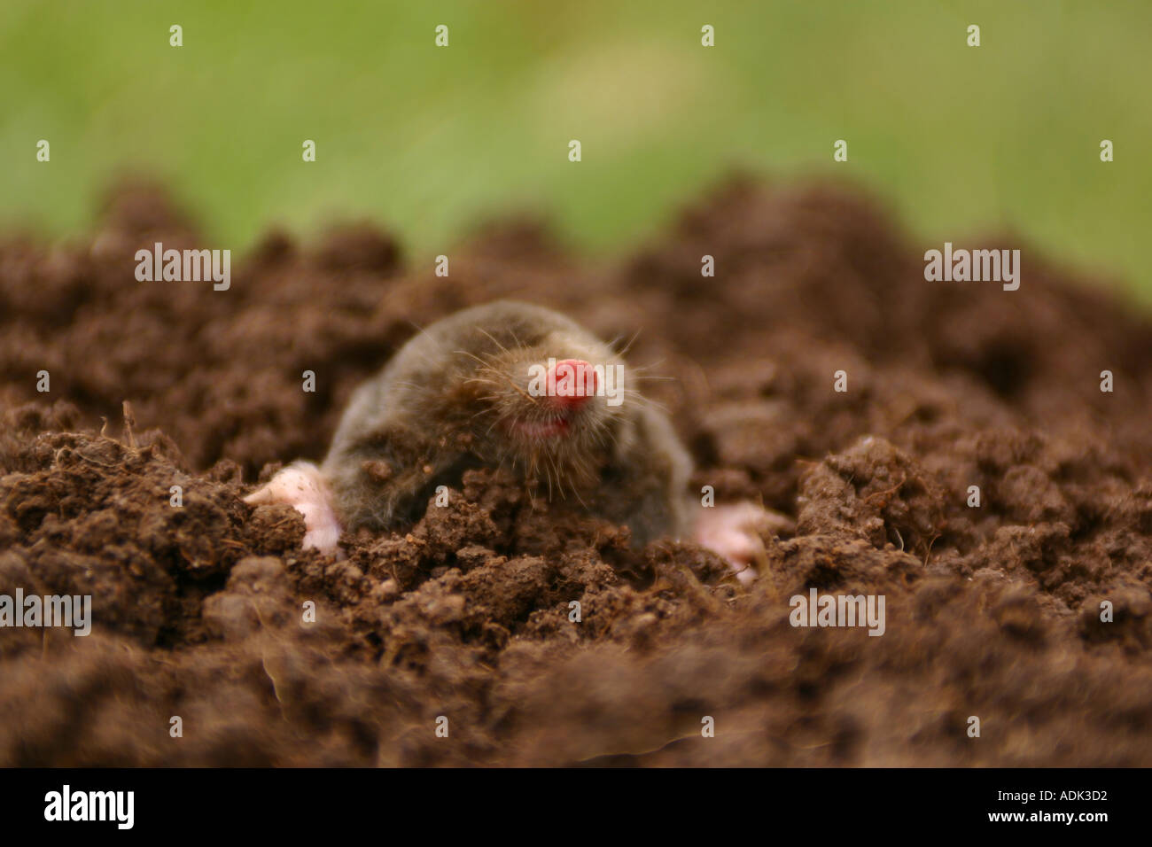 Common Mole in mole hill Talpa eauropaea Stock Photo - Alamy