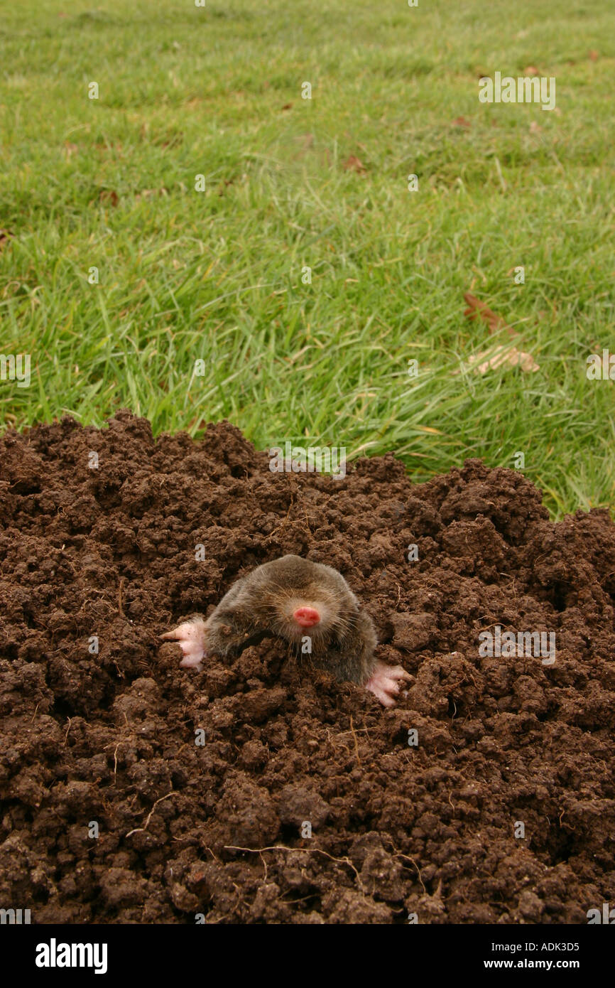 Common Mole in mole hill Talpa eauropaea Stock Photo - Alamy