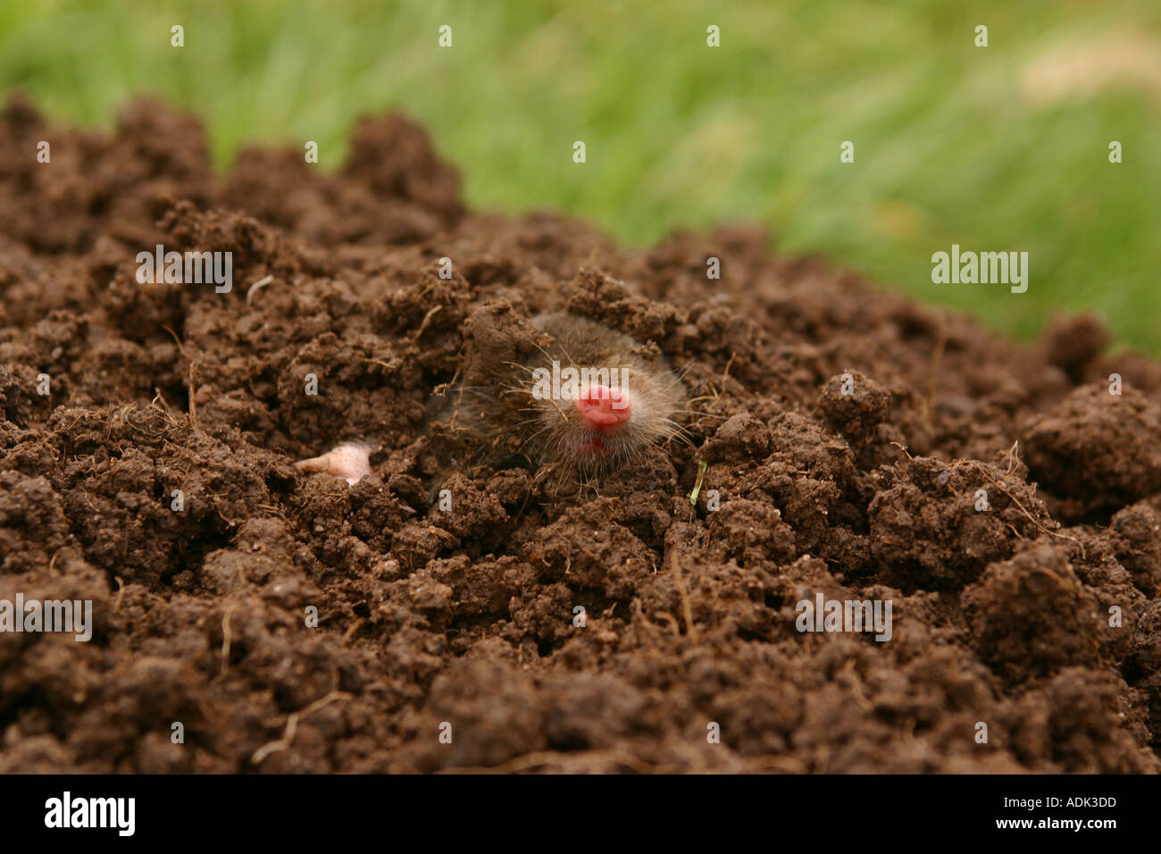 Common Mole in mole hill Talpa eauropaea Stock Photo - Alamy