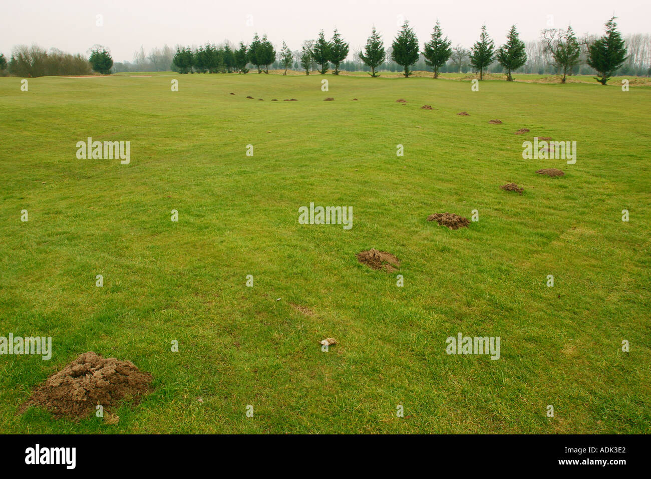 mole hills on golf course Stock Photo - Alamy
