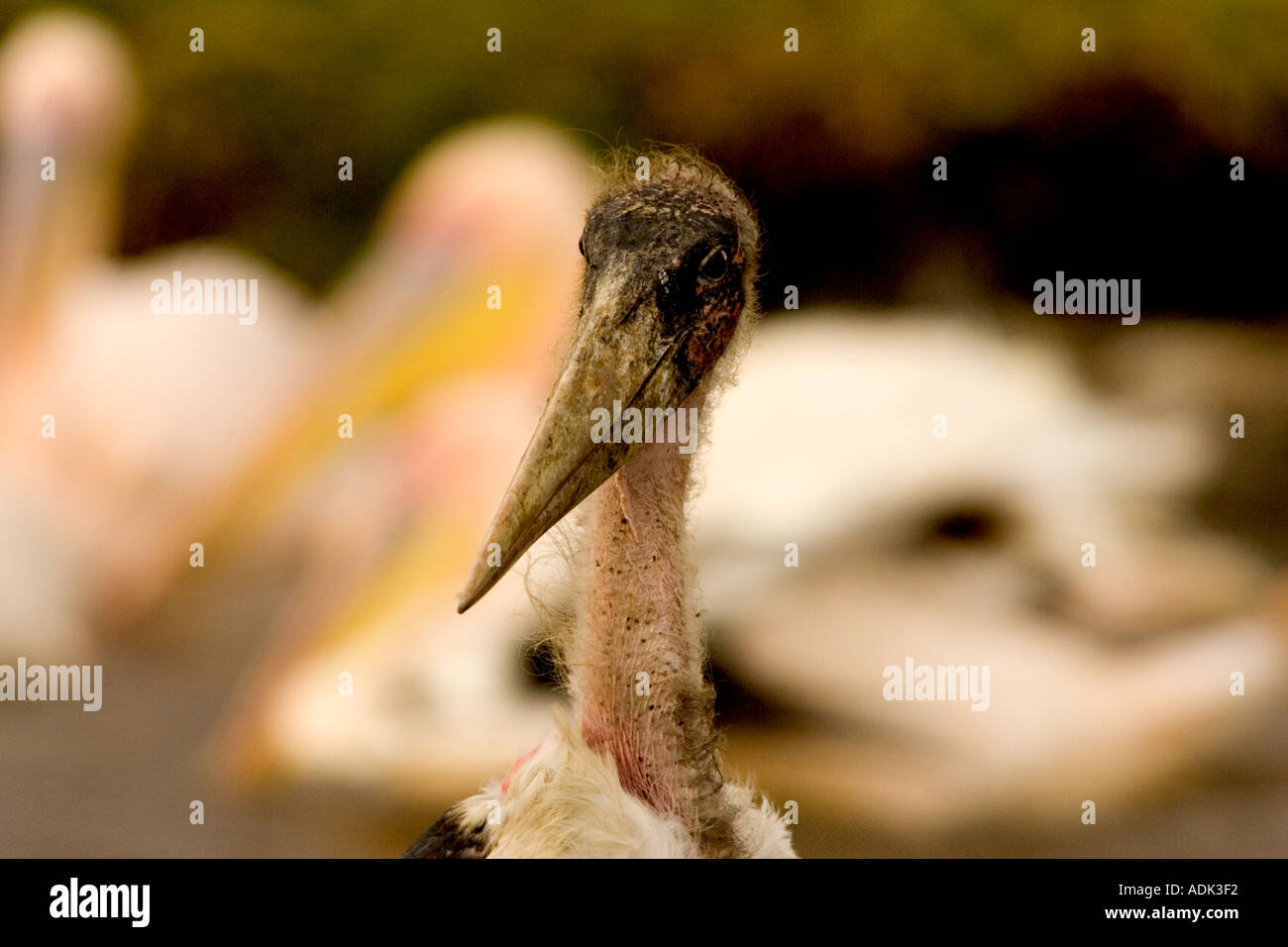 Michael stork hi-res stock photography and images - Alamy