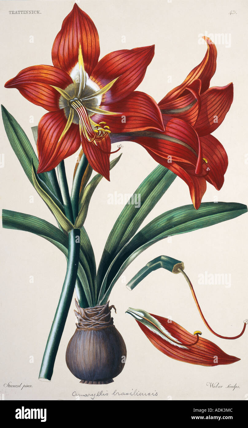 Rutilum hi-res stock photography and images - Alamy