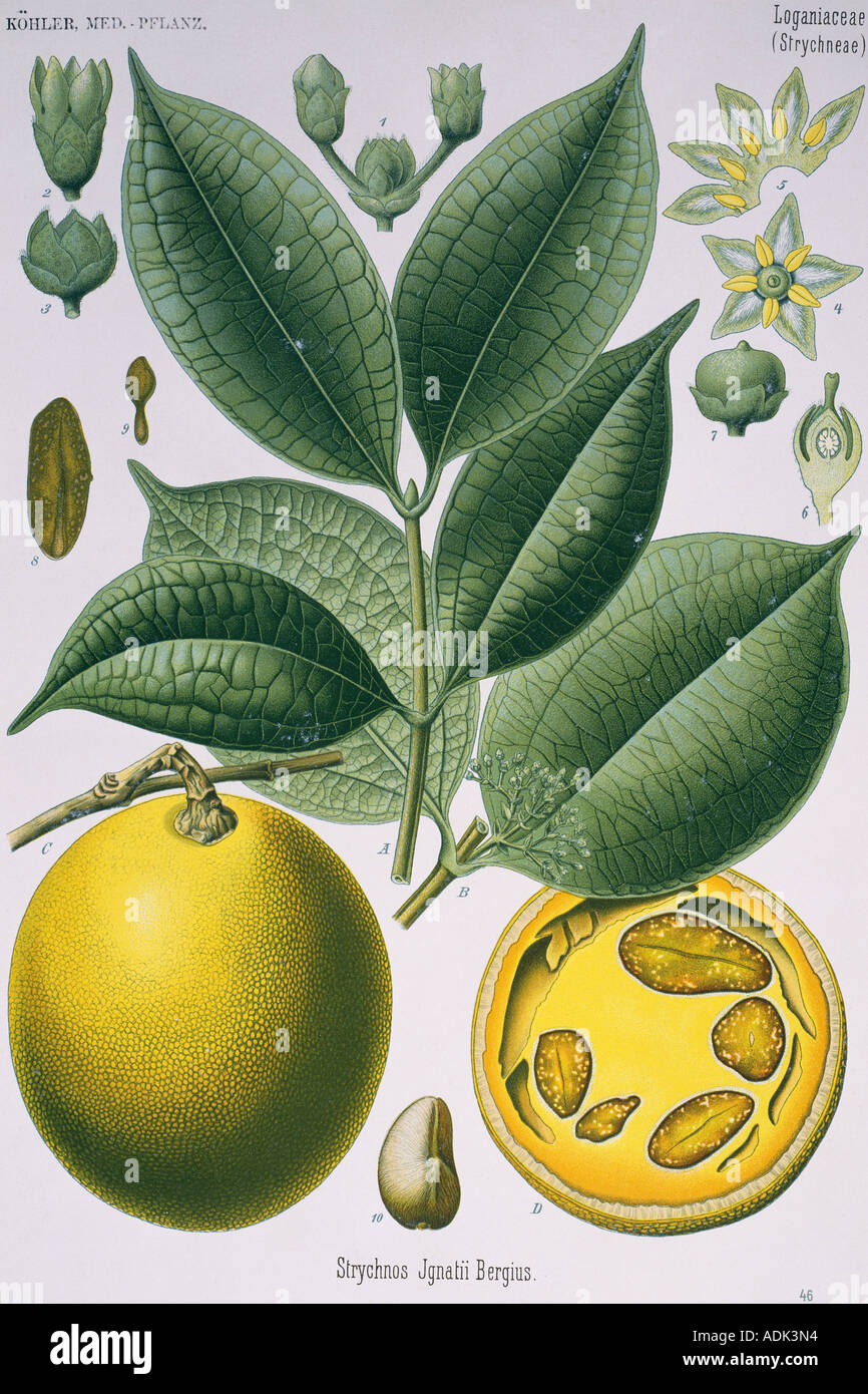 Strychnos hi-res stock photography and images - Alamy