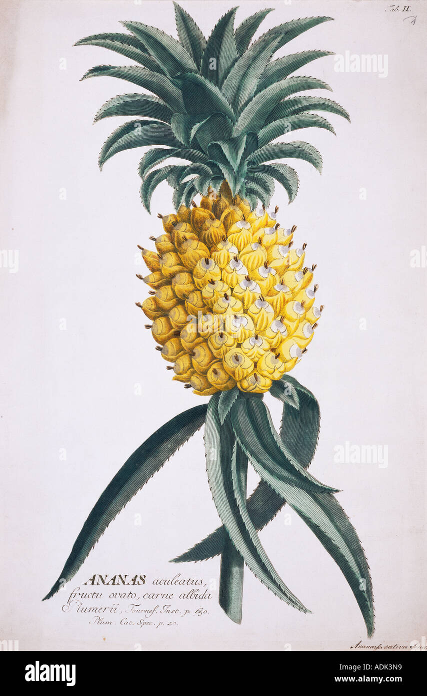 Ananas aculeatus hi-res stock photography and images - Alamy