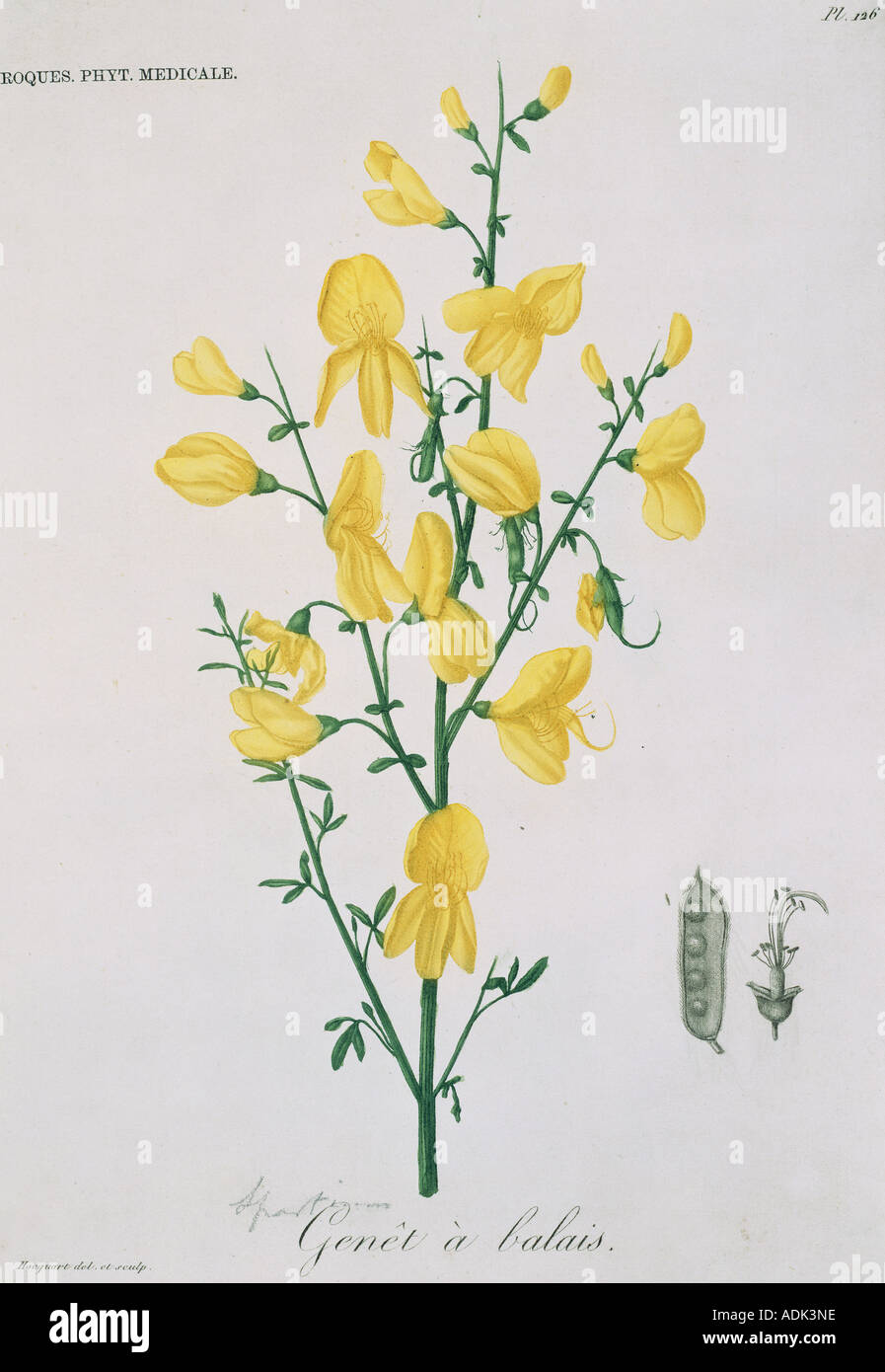 Genet a balais yellow broom Stock Photo - Alamy