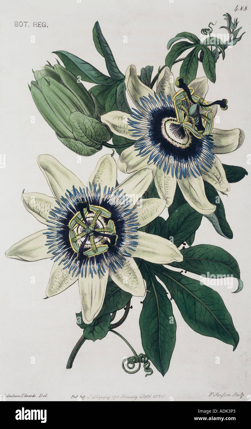Passion Flower Plant Drawing
