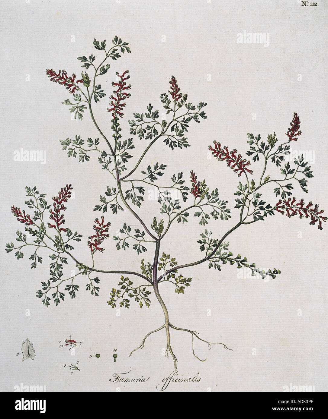 Fumitory flower hi-res stock photography and images - Alamy