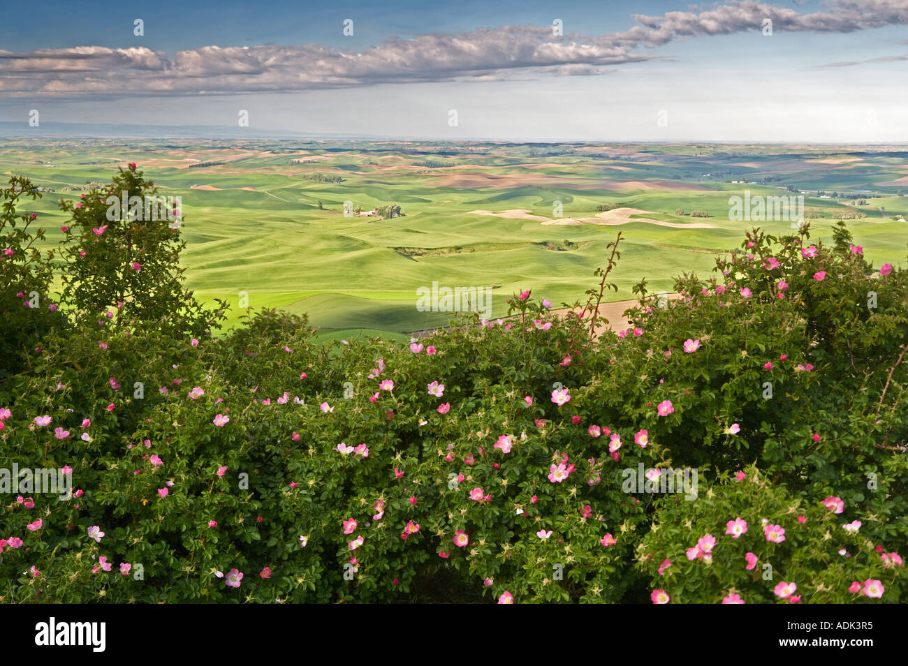 Wild rose bush in bloom taken from Steptoe Butte The Palouse near ...