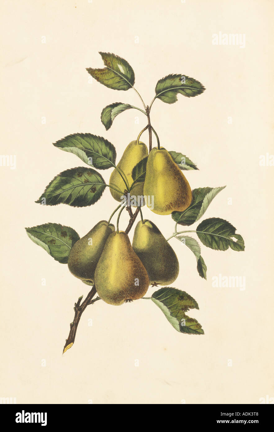 Pyrus communis conference pears Stock Photo - Alamy
