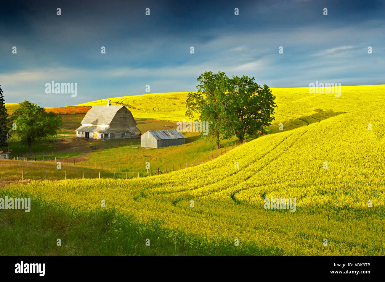 Barn and filed of canola with thunderstorm The Palouse near Colfax ...