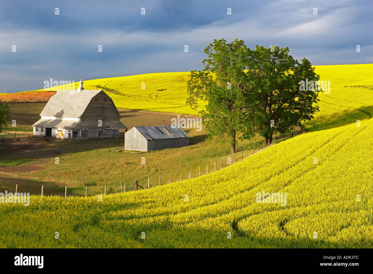 Barn and filed of canola with thunderstorm The Palouse near Colfax ...