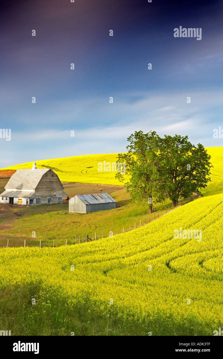 Barn and filed of canola with thunderstorm The Palouse near Colfax ...