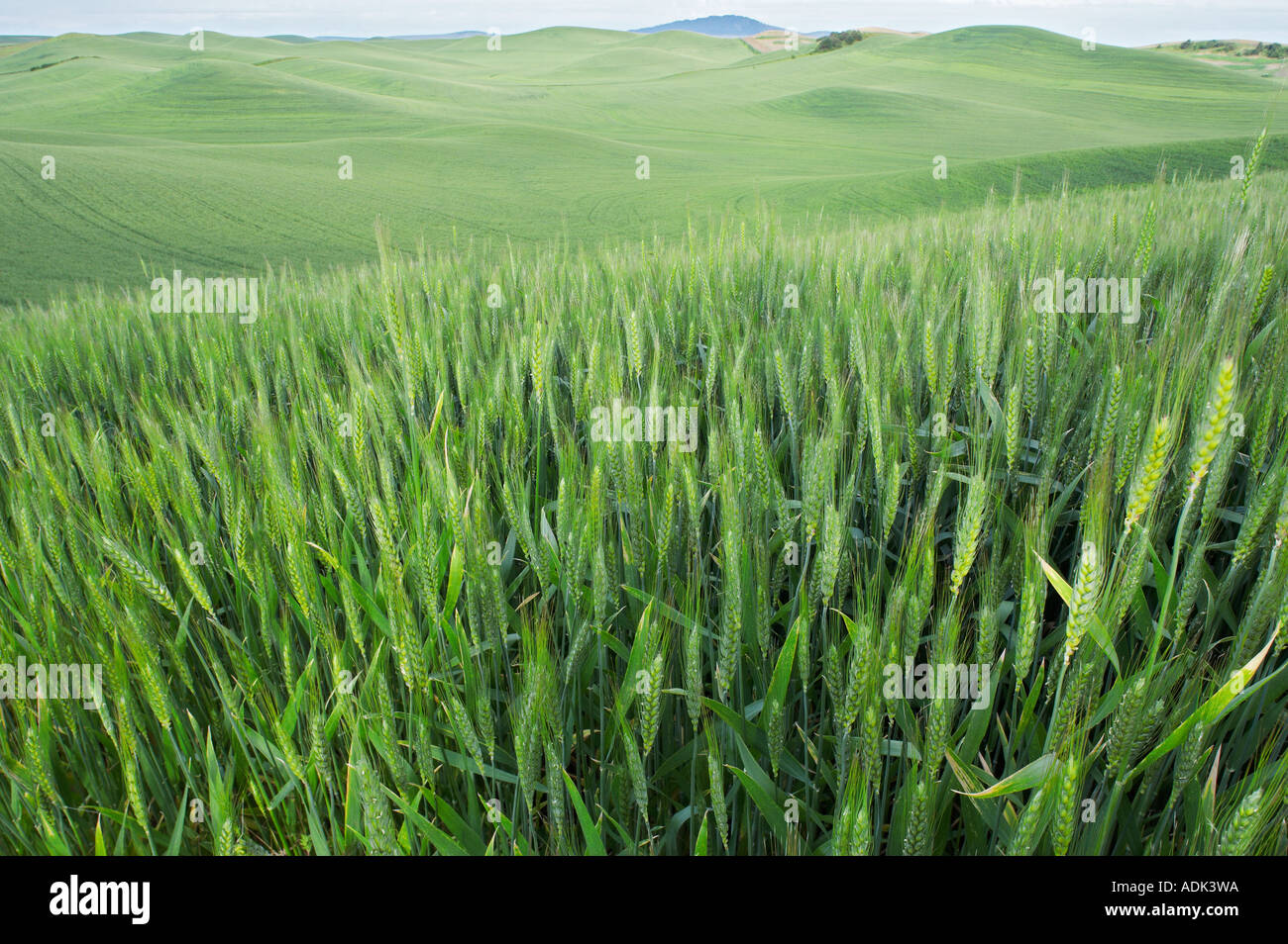 Endless fields of wheat hi-res stock photography and images - Alamy