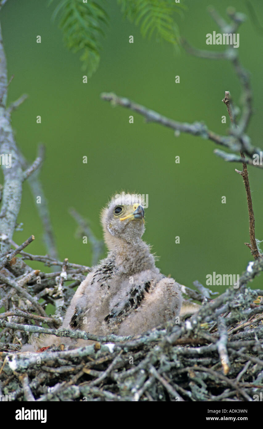 Harris's Hawk Parabuteo unicinctus young in nest in Mesquite tree ca 2 ...