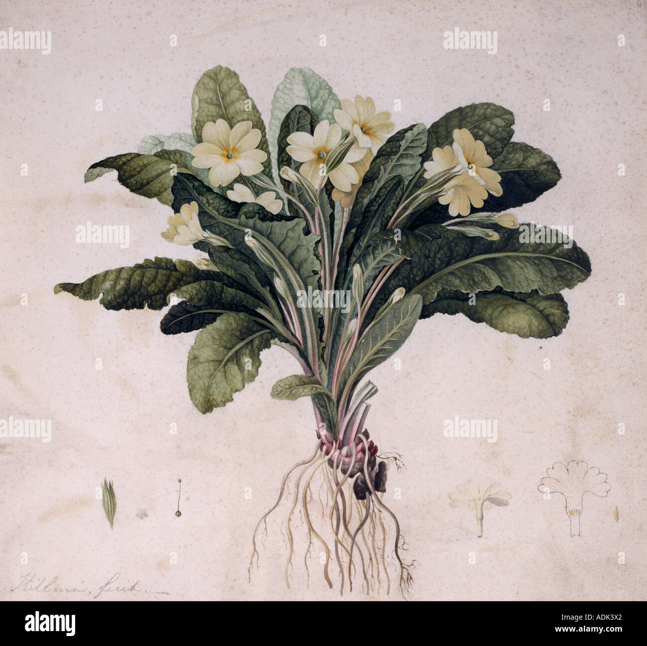 Primrose drawing hi-res stock photography and images - Alamy