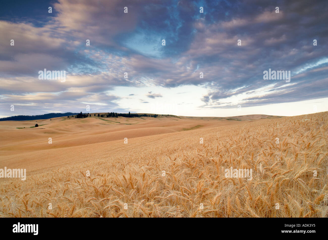Vast wheat field at sunrise The Palouse Washington Stock Photo - Alamy