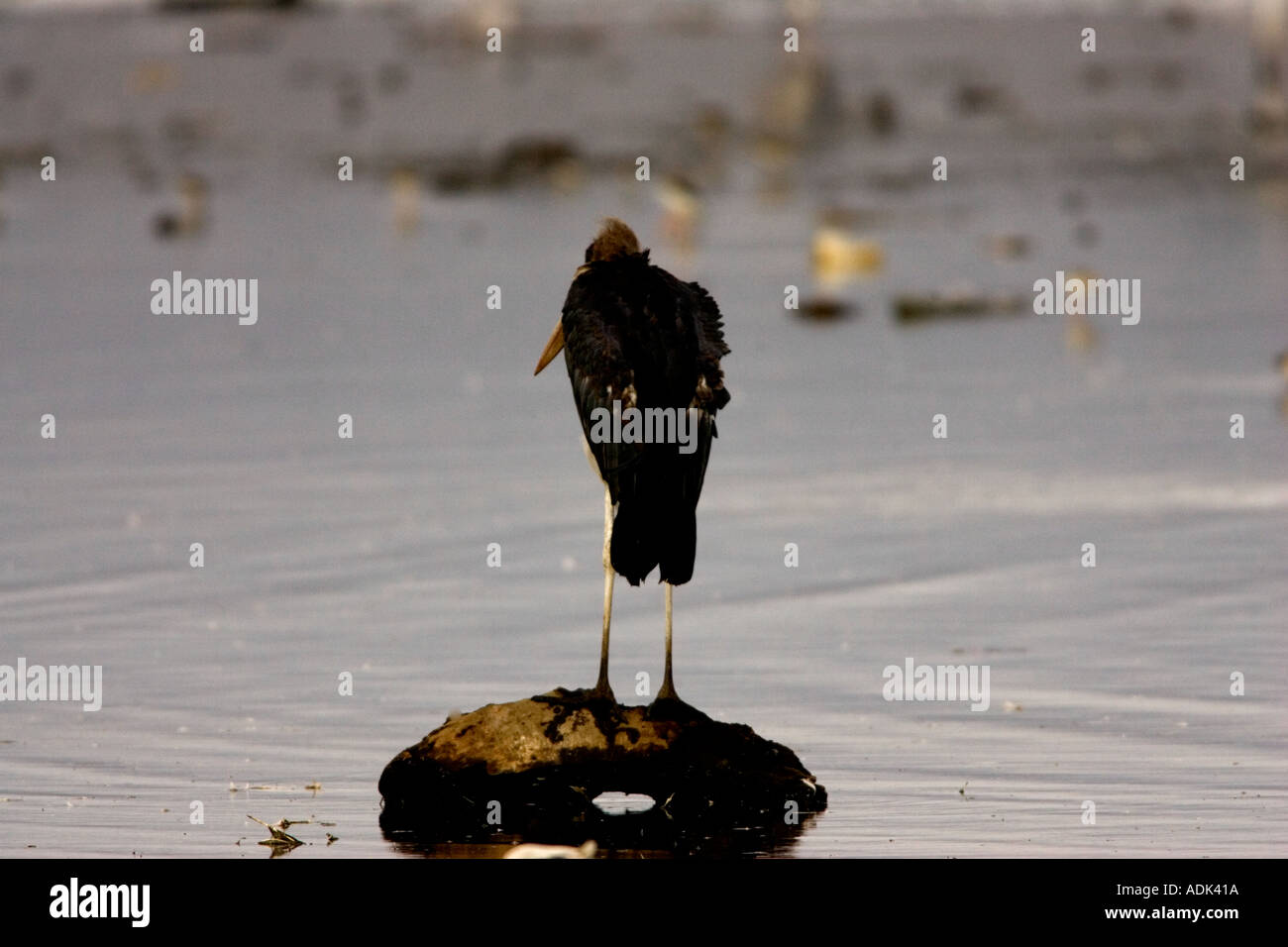 Michael stork hi-res stock photography and images - Alamy