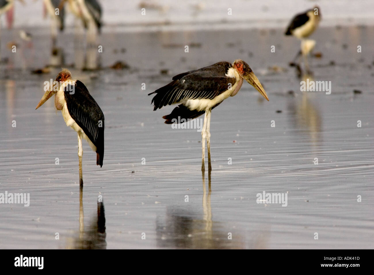 Michael stork hi-res stock photography and images - Alamy