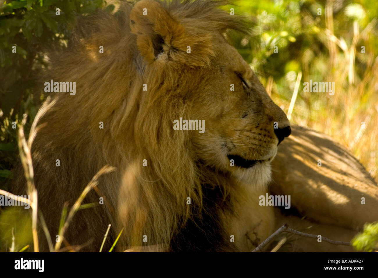 Michael lion hi-res stock photography and images - Alamy