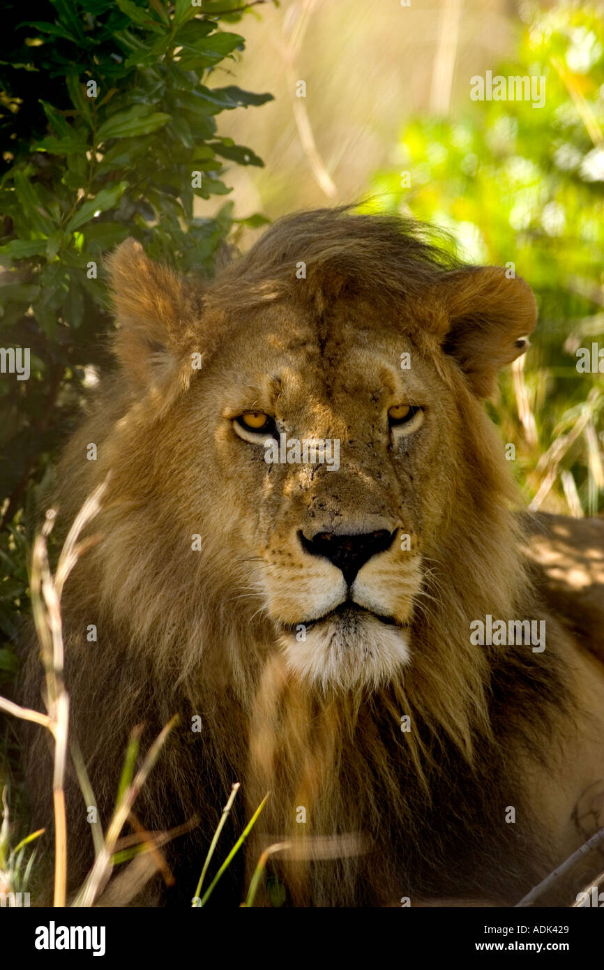 male lion in shade Stock Photo - Alamy