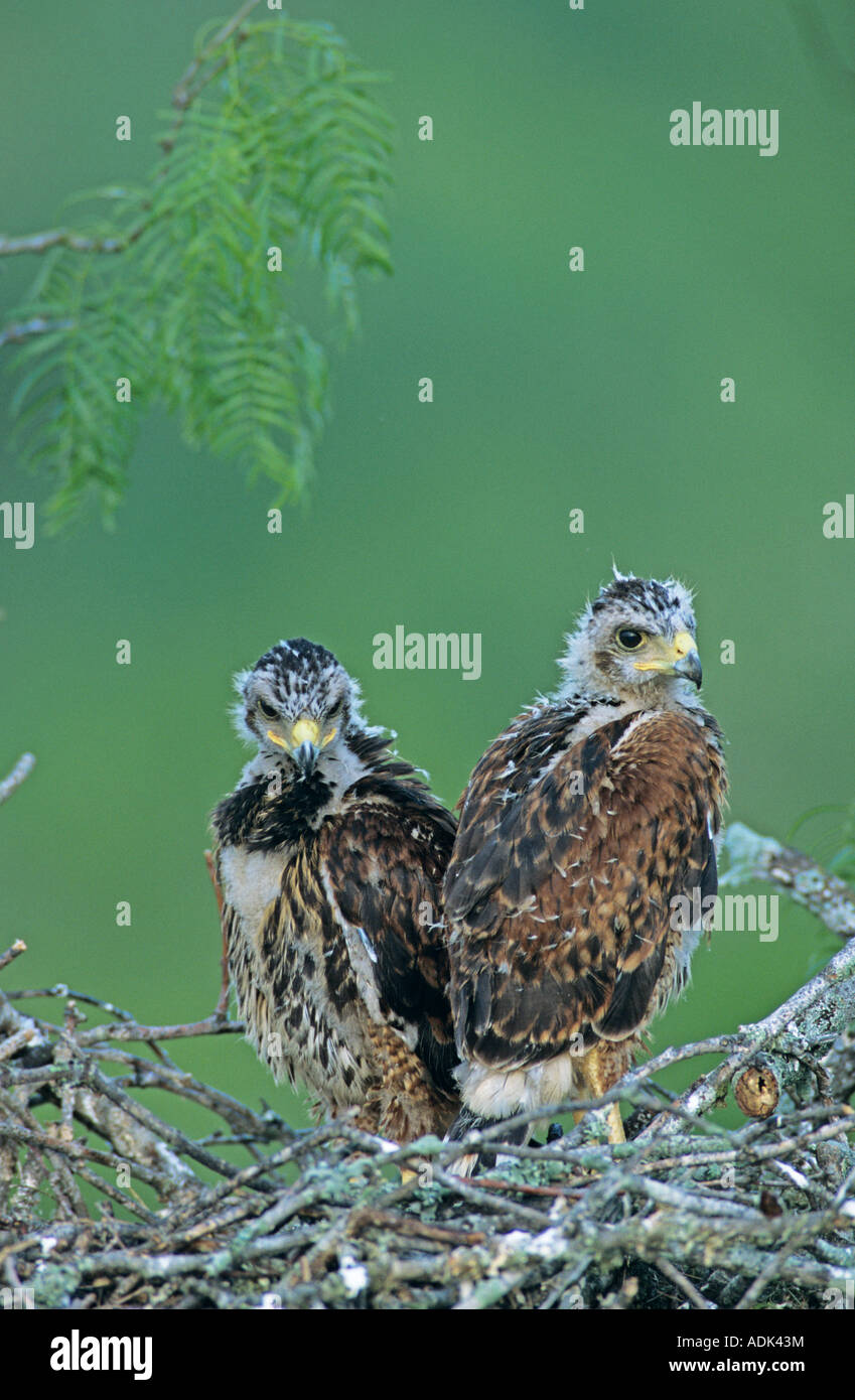 Harris's Hawk Parabuteo unicinctus young in nest in Mesquite tree ca 3 ...