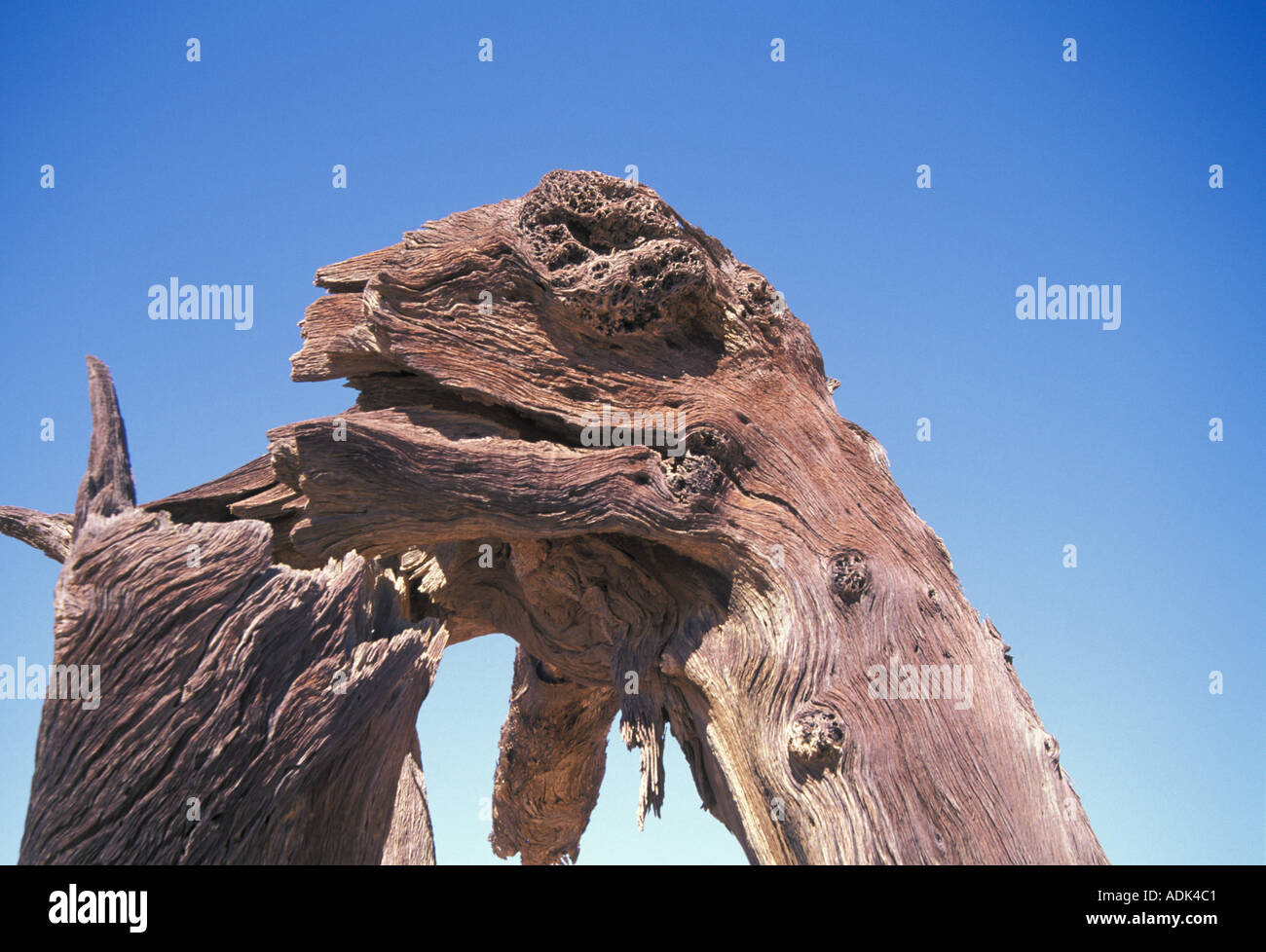 Namibia Close up of dead Acacia tree Dead Vlei Namibia Stock Photo - Alamy