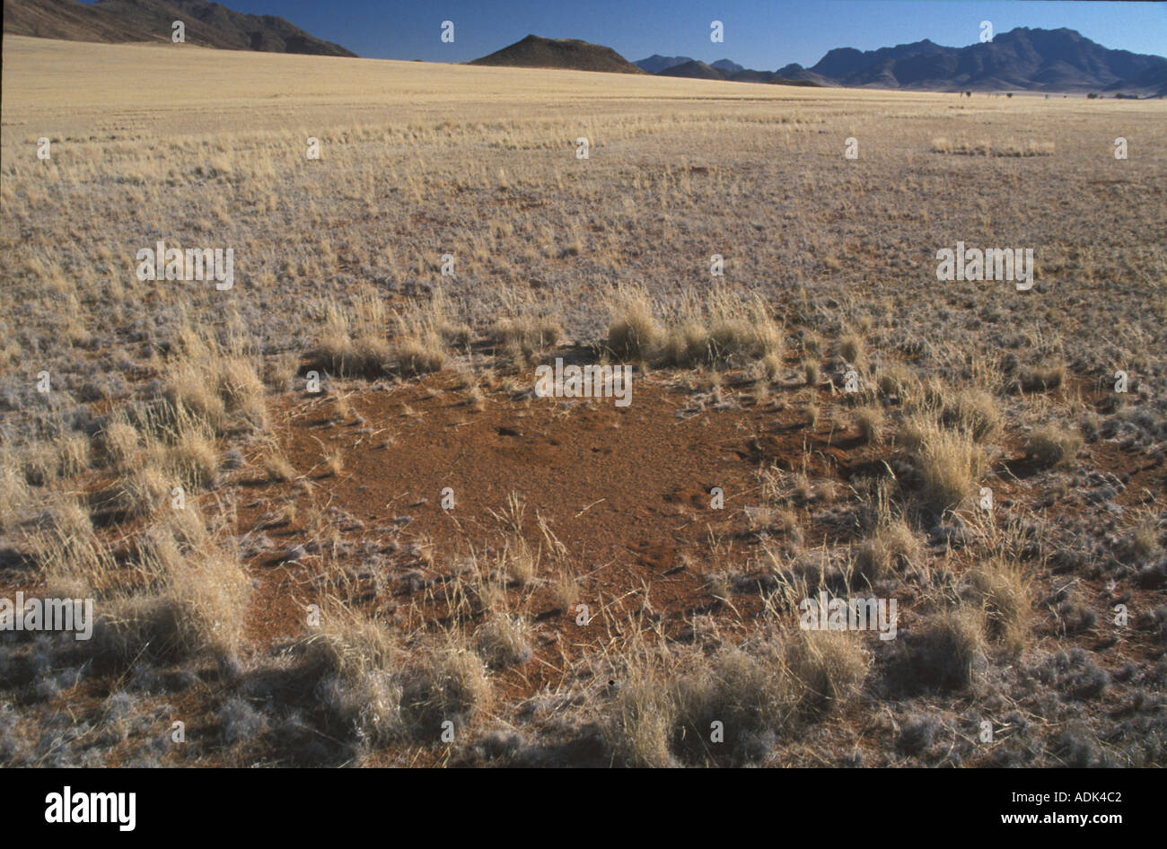 Namibia Fairy rings probably caused by termite activity Namibia Stock ...