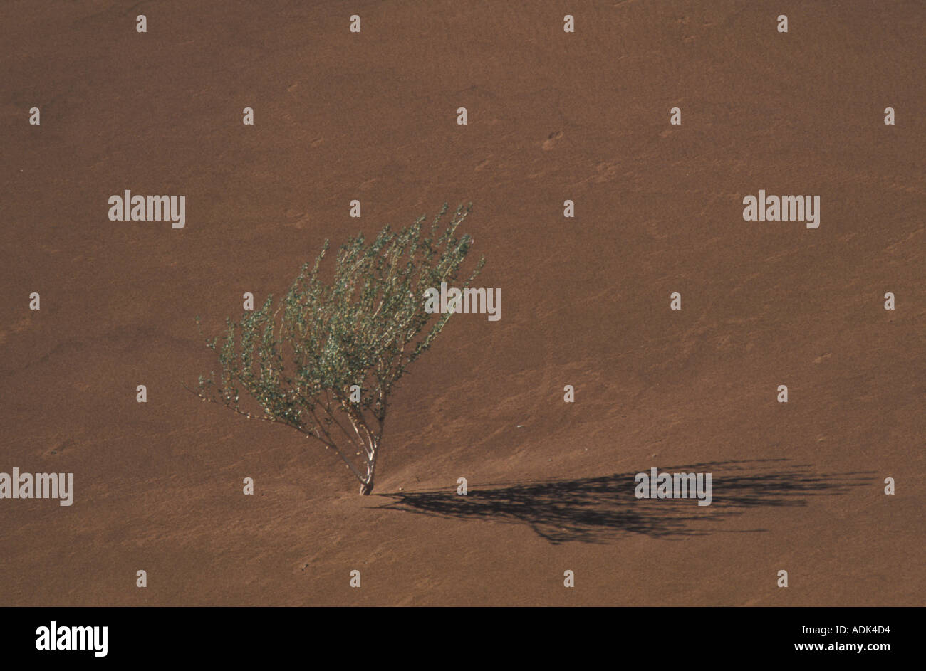 Namibia Bush shadow of new growth on sand dune Namibia Stock Photo - Alamy