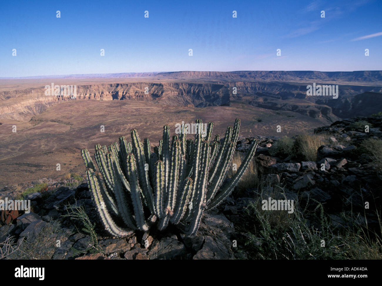 Namibia Fish River Canyon with Euphorbia virosa growing in foreground ...